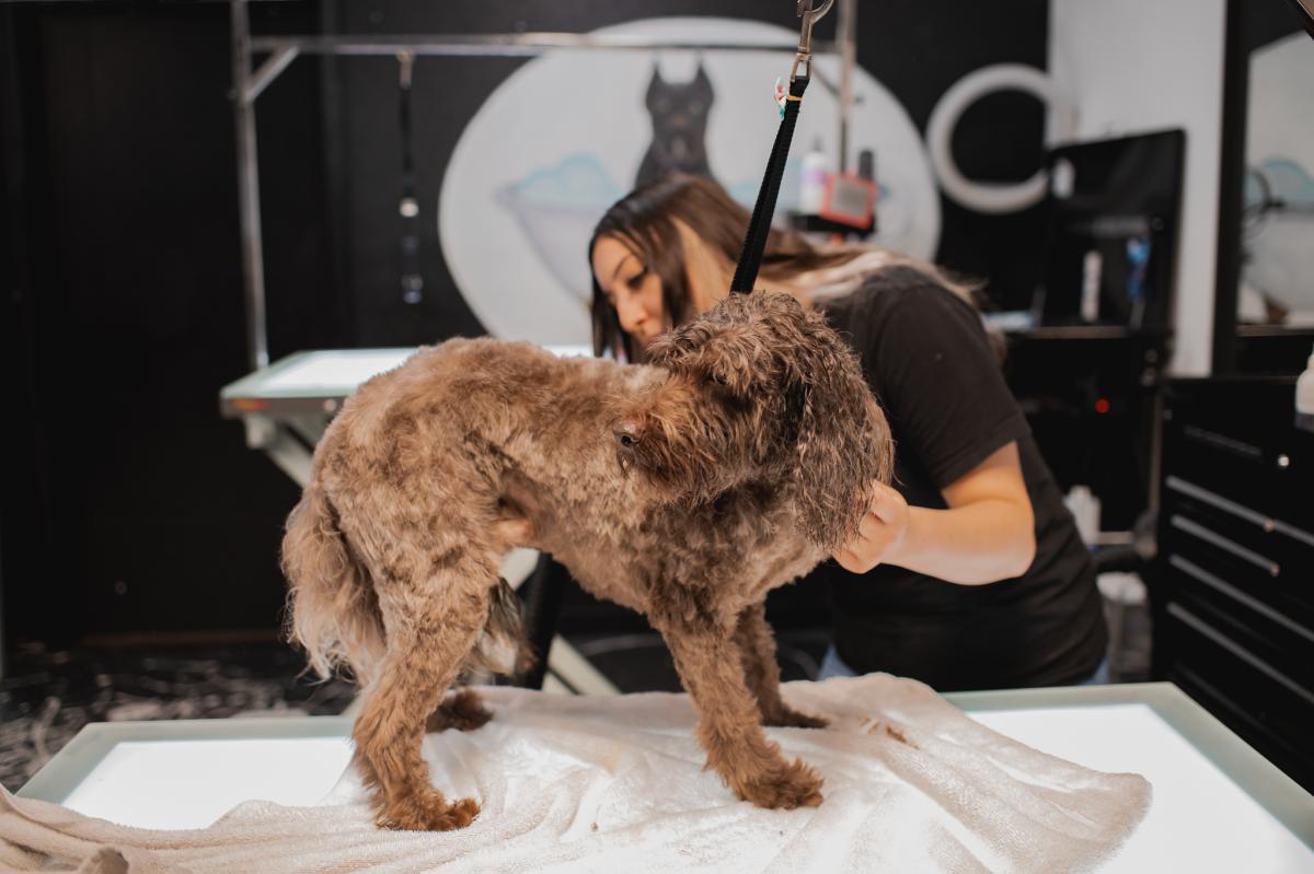 The Rich Groomer Gallery - The Rich Groomer