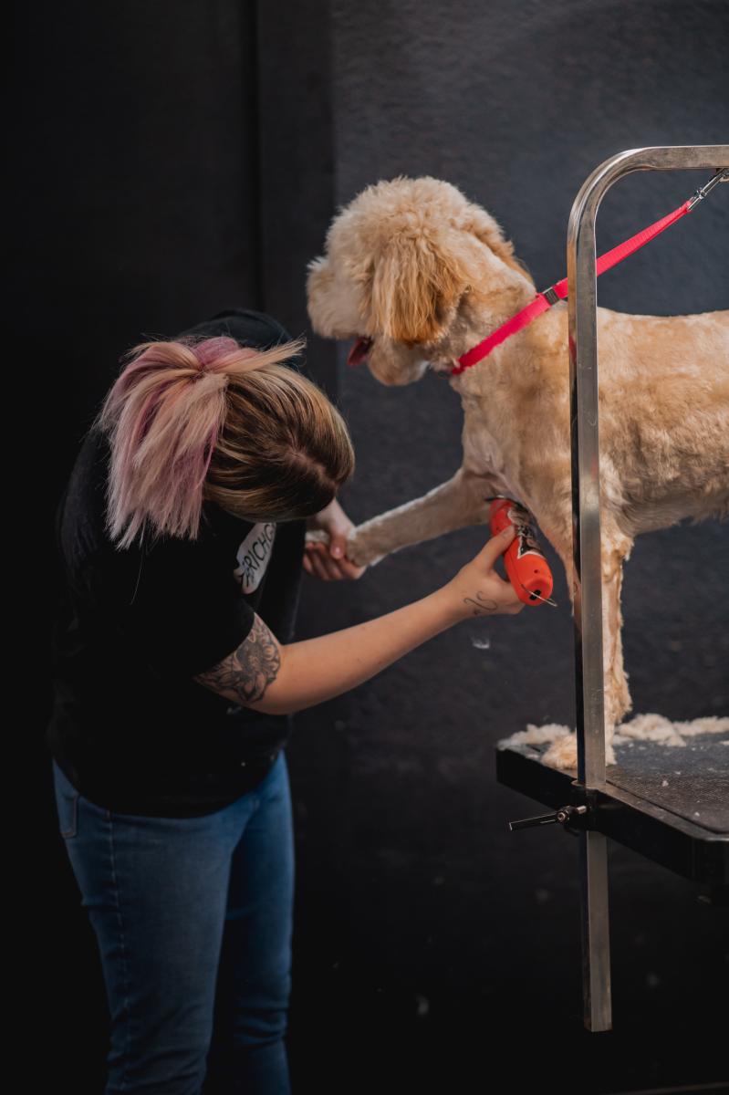 The Rich Groomer Gallery - The Rich Groomer